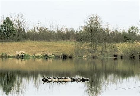 Native Species Monitoring Northwestern Pond Turtle — Samara Group