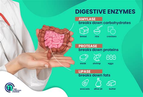 Digestive Enzymes And Their Functions Table
