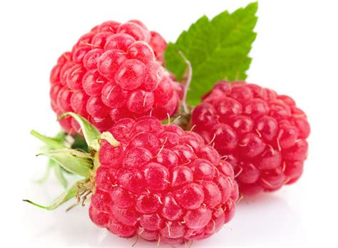 山莓图册360百科