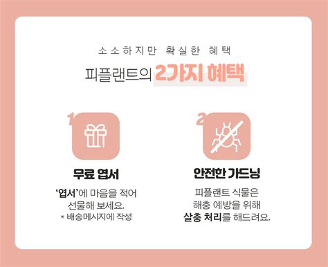 식물 중형 디시디아 행잉플랜트 오늘의집 쇼핑