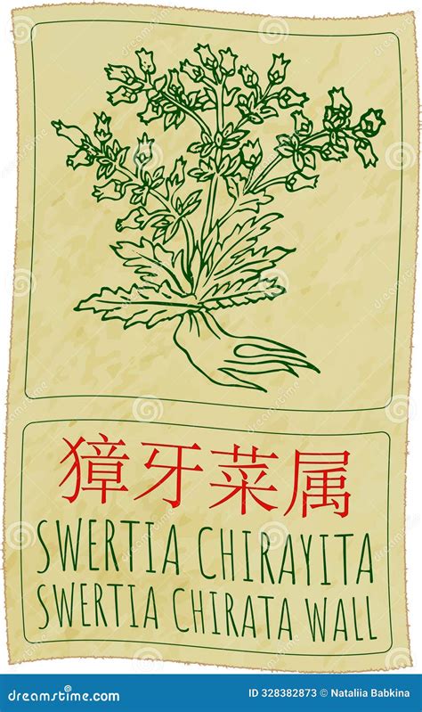 Vector Drawing Swertia Chirayita In Chinese Hand Drawn Illustration