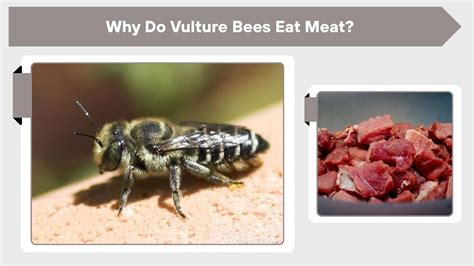 Bees That Make Honey From Meat Facts About Vulture Bees