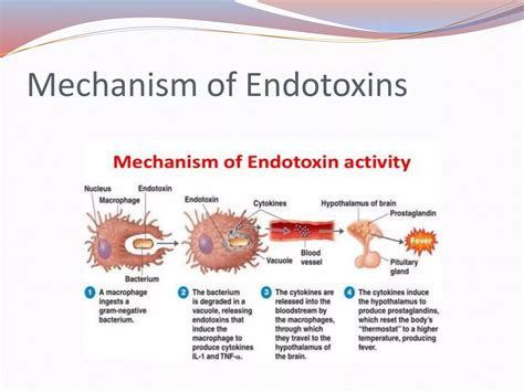 Exotoxins And Endotoxinspptx