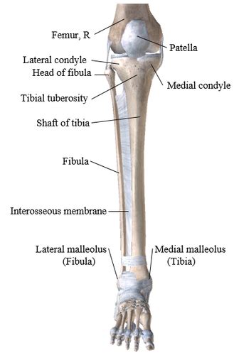 Patella Tibia Fibula Flashcards Quizlet