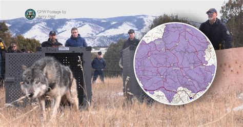 Gps Collars On 2 Colorado Gray Wolves Are Not Functioning Properly Cpw