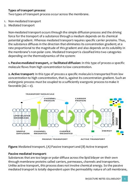Cell Membrane Permeability And Functions