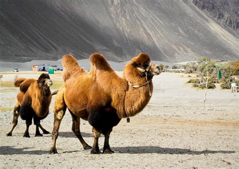 The Double Hump Camels Stock Image Image Of Journey 62898013