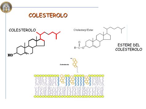Pricipali Classi Di Lipidi E Fonti Alimentari Ppt
