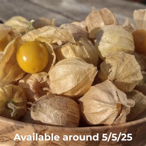 Husk Cherry Unity Grown Unity Church Hill Nursery Llc