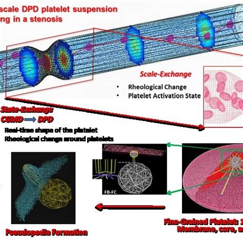 A Multiscale Modeling Of Flow Induced Platelet Activities By