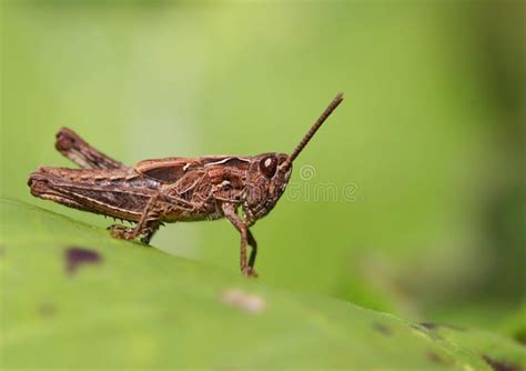 Brown Grasshopper Picture Image 2930224
