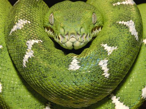 World Most Dangerous Snakes Top 5 Most Venomous Snakes In The World