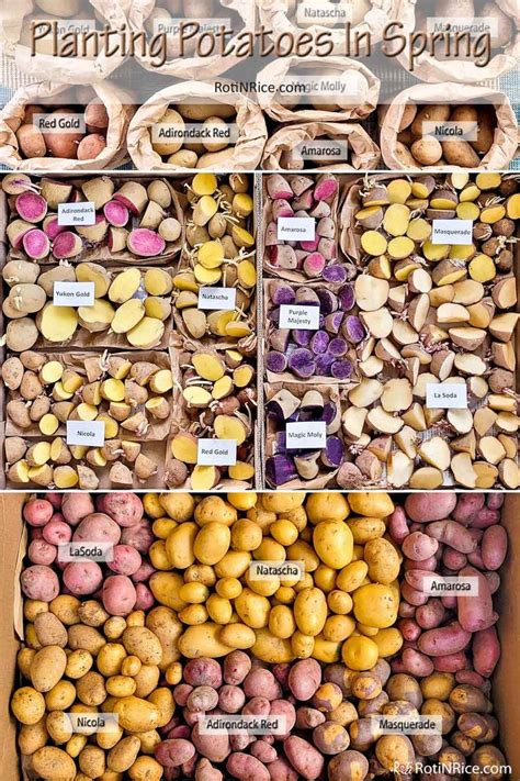Planting Potatoes In Spring Variety Potato Planting Tips When To