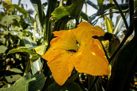 Premium Photo Mexican Native Squash Flowers