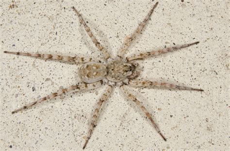 Adw Chelicerata Pictures