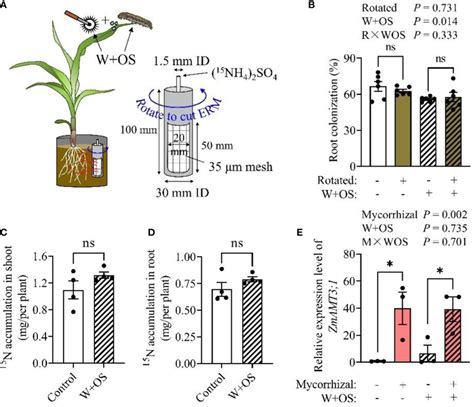 Diagram Of Pathways For N Uptake In Maize Plants A Pathway For Maize Download Scientific