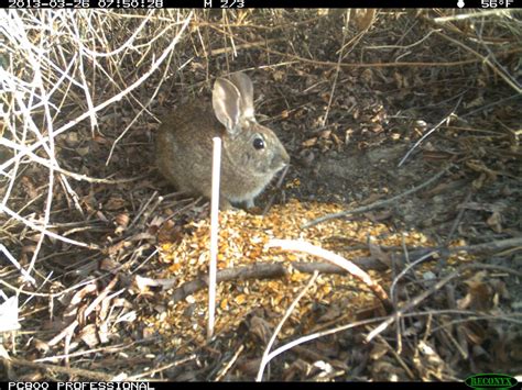 Lagomorpha