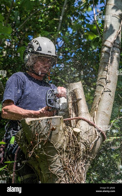 Tree Surgeon Harnessed Hi Res Stock Photography And Images Alamy
