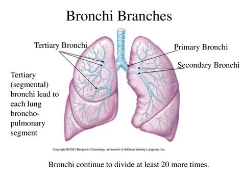 Respiratory System Comparative Anatomy Tony Serino Phd Ppt Download