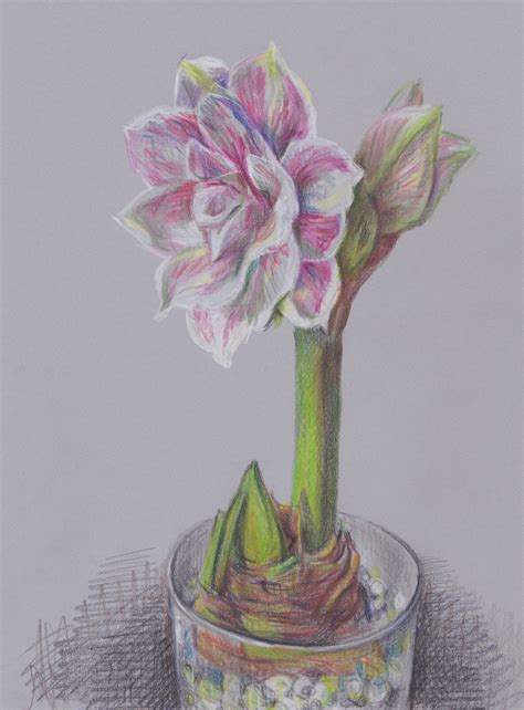 Amaryllis Dancing On My Table Animation 2021 On Behance
