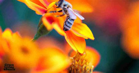 The Role Of Technology In Monitoring And Protecting Pollinators