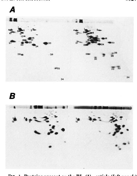 Figure 1 From Incorporation Of Six Additional Proteins To Complete The