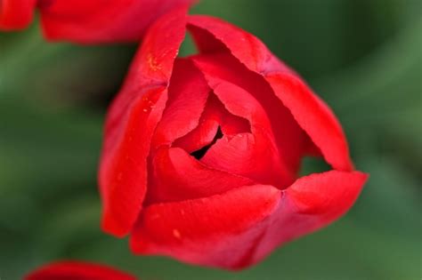 Premium Photo Red Tulip