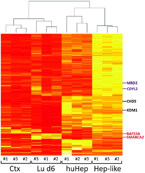 Comparison Of Epigenetic Modifier Gene Expression Across Cell Lineages