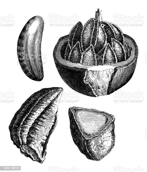 Kacang Brazil Ilustrasi Ukiran Vintage Yang Diisolasi Dengan Latar
