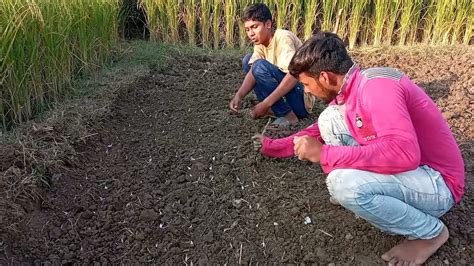 Desi Garlic In Village How To Grow Garlic Lahsan Thom Youtube
