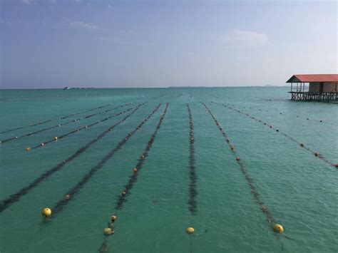 El Cultivo De Algas Marinas En Semporna Sabah Malasia Foto Premium