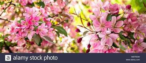 Fondo De Pantalla Jardines Con Flores
