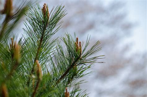 Pine Tree Needles Nature Free Photo On Pixabay Pixabay