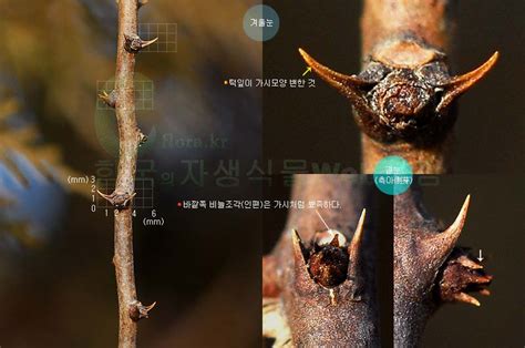 덩굴식물 푼지나무