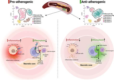 Macrophage Heterogeneity And Efferocytosis Beyond The M1m2 Dichotomy