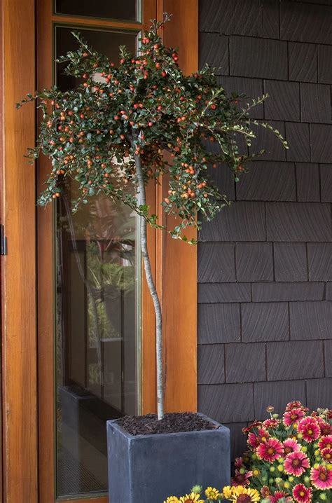 Cranberry Cotoneaster Cotoneaster Apiculatus Monrovia Plant