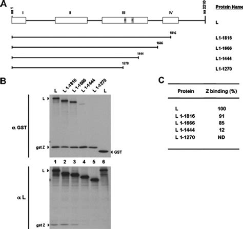 Complex Formation Between Z And L Proteins Carrying C Terminal
