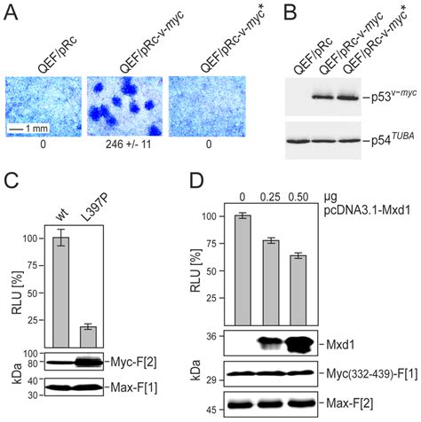 Correlation Of Myc Cell Transforming Potential And Myc Max Interaction Download Scientific