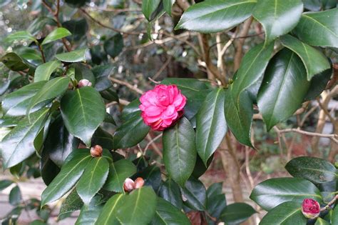 椿が咲いておる！ 狸のひとりごと