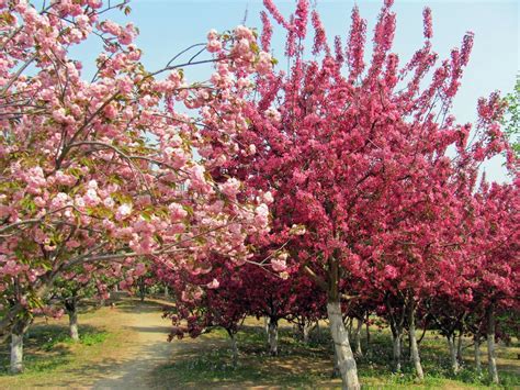 BEST FLOWERING TREES FOR ALBERTA YARDS Edmonton Arborist