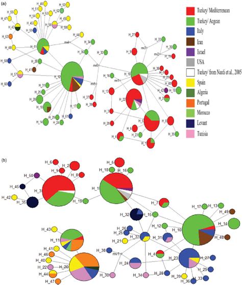 Mitochondrial Haplotype Networks For Segment I A Segment Ii B And Download Scientific