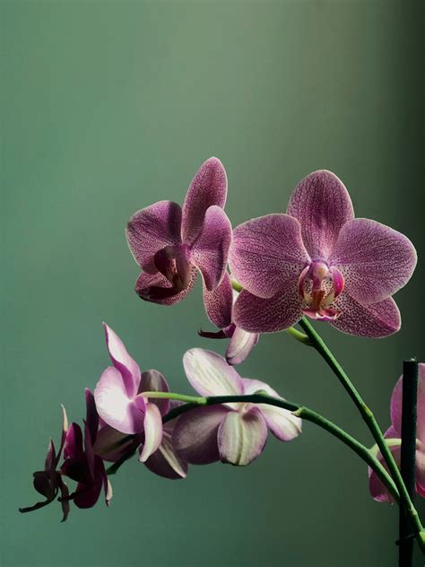 Come Coltivare Le Orchidee Idea Fiorente Notizie E Approfondimenti
