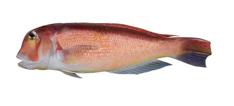 アマダイ さかなのぬりえ（画像あり） さかなのぬりえ（魚の塗り絵）