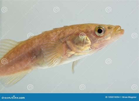 Brook Stickleback