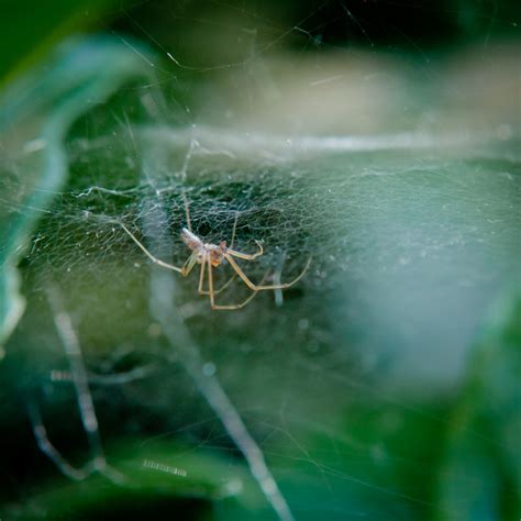 Araigné 03 Allaunay Flickr