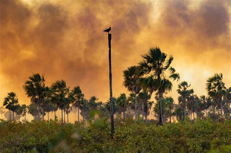 Pantanal Em Chamas Fotógrafo Araquém Alcântara Registra O Horror Da