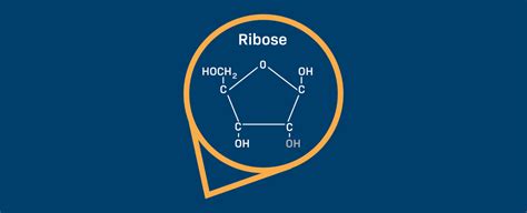 Ribose Structure