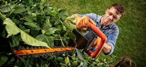 Common Pests Sorted By Tree Species Crowe Tree Service Inc