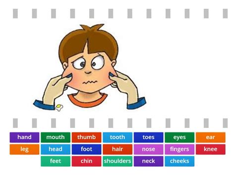 Grade 3 Body Parts Find The Match