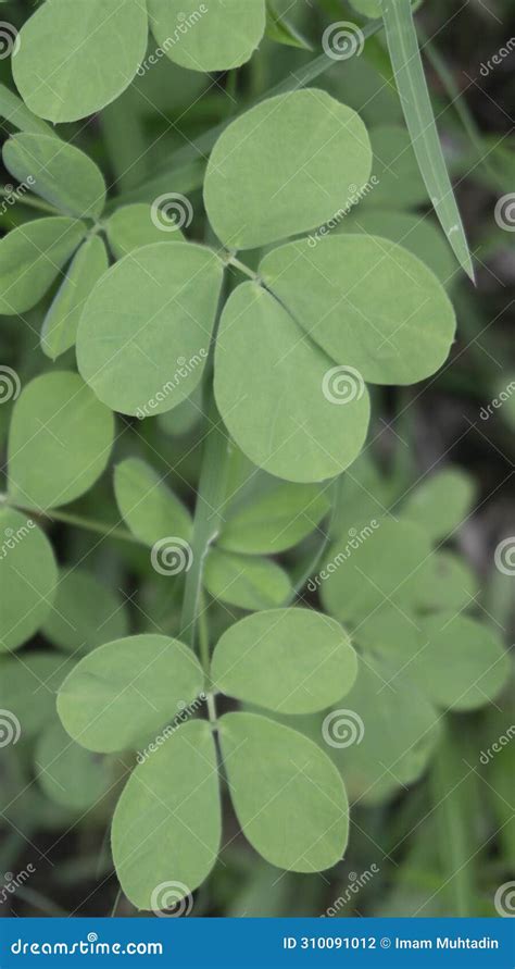 Peanut Leaf Is Characterized By Its Vibrant Green Color And Distinctive